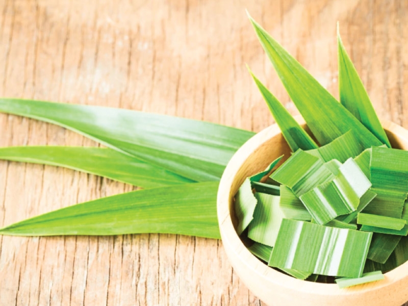 Công dụng của lá dứa và 5 lưu ý khi sử dụng